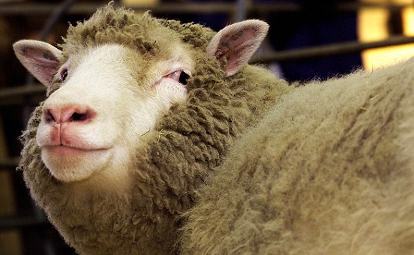 Sagra della pecora | Zero