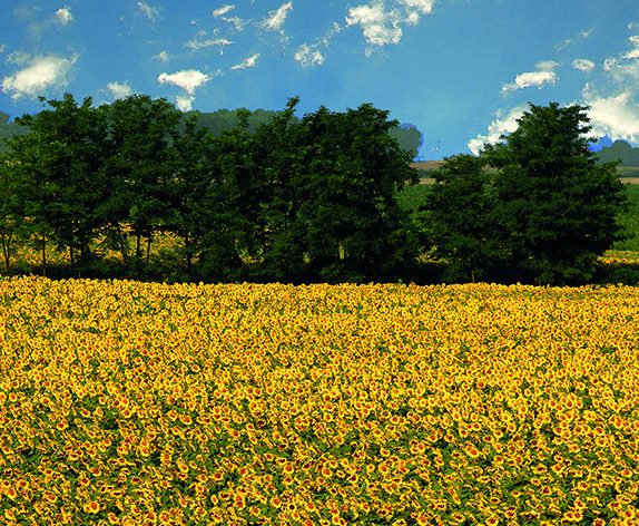 Zibello: festa del culatello di Zibello | Zero