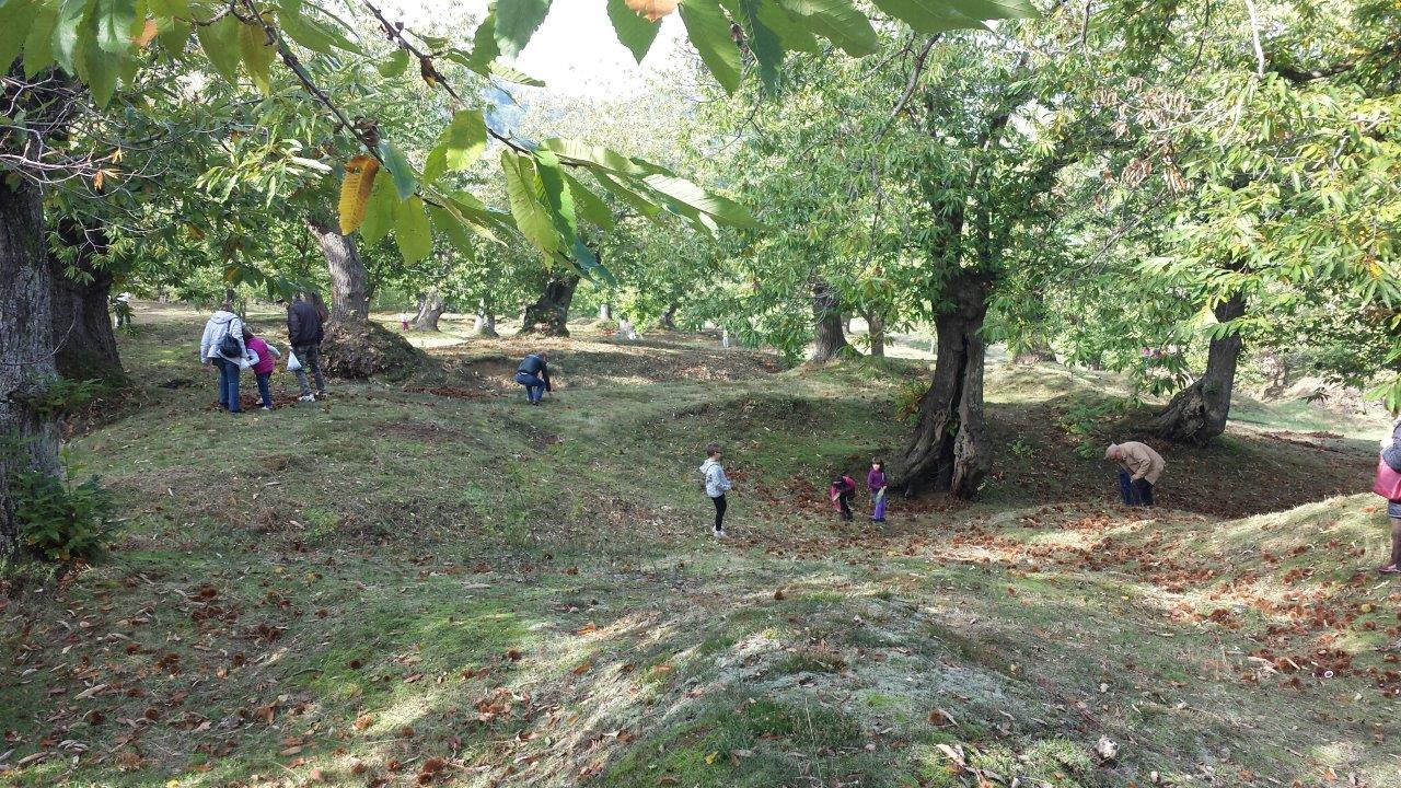 In Emilia-Romagna saranno piantati (e regalati) 4,5 milioni di alberi ...